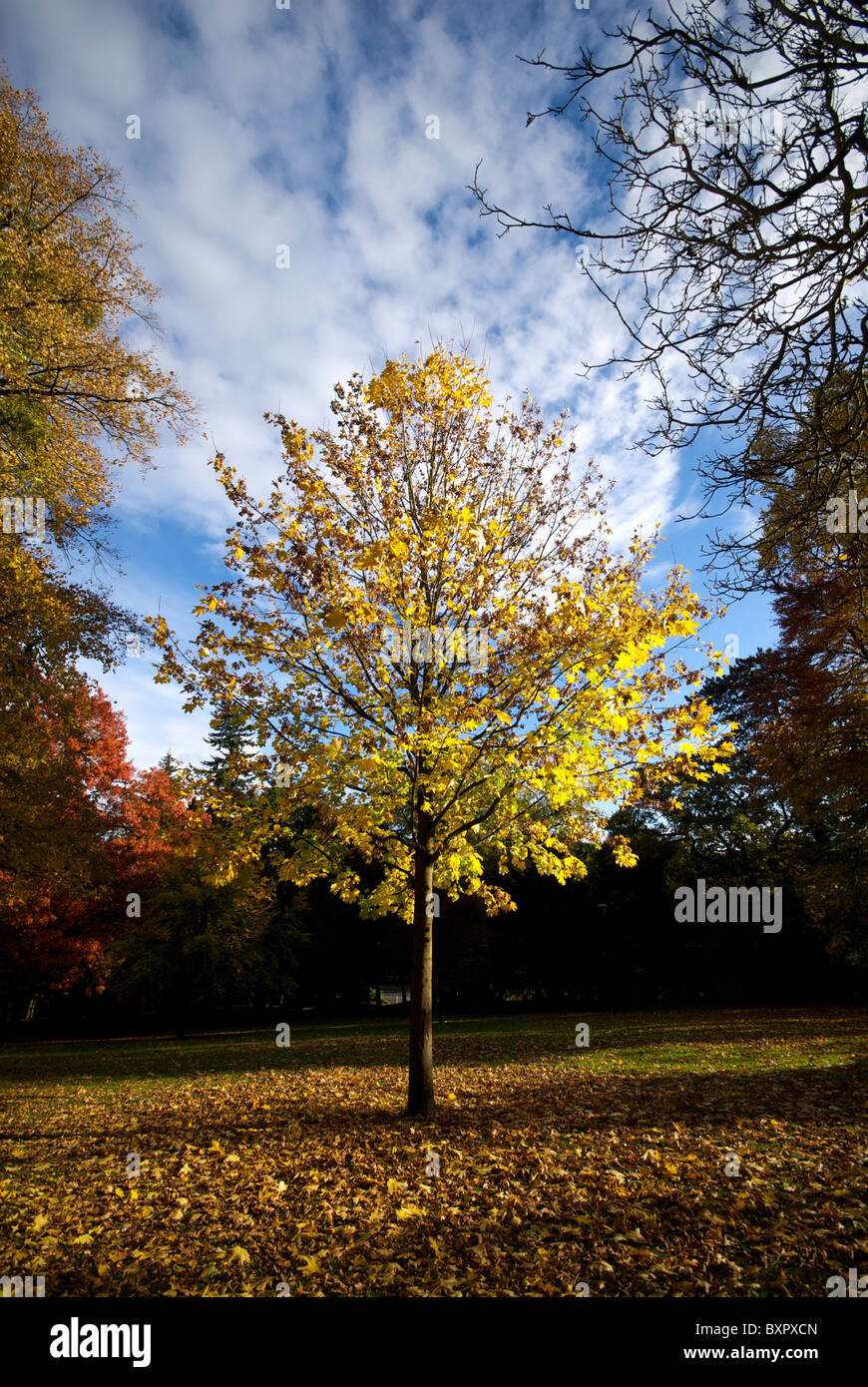 Stratford Park Stroud Gloucestershire UK Autumn Trees Leaves Stock ...