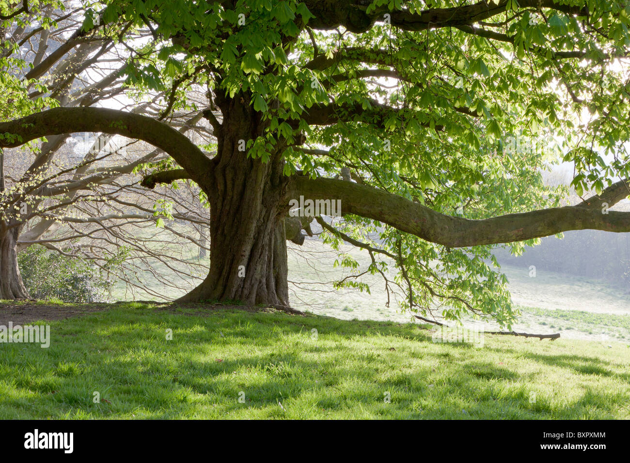 tree trunk and branches reaching out Stock Photo - Alamy