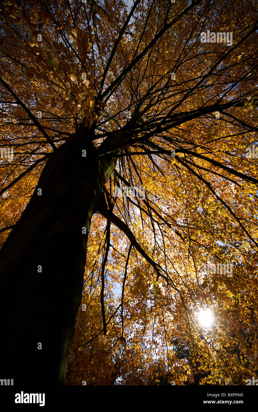 Stratford Park Stroud Gloucestershire UK Autumn Trees Leaves Stock ...