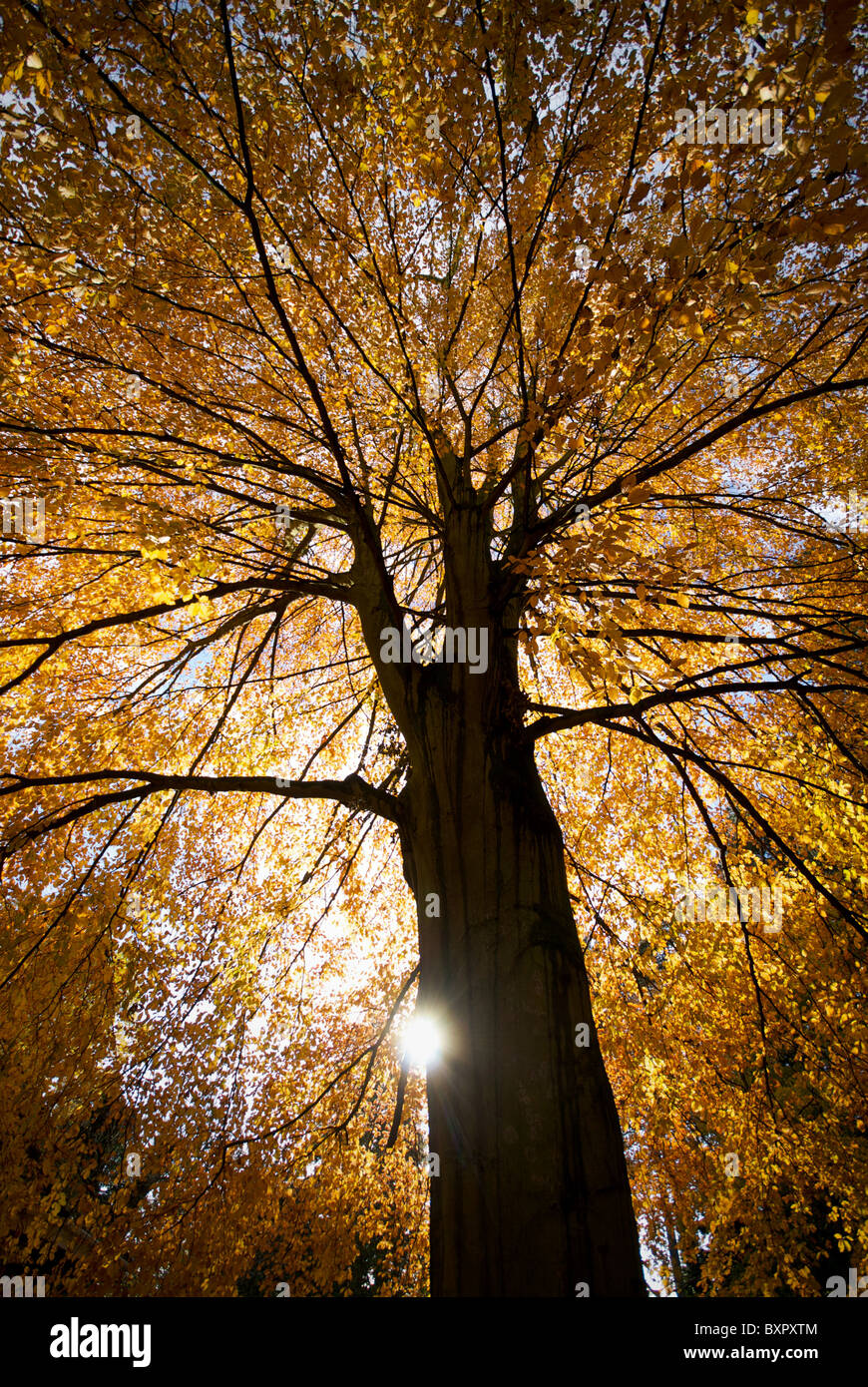 Stratford Park Stroud Gloucestershire UK Autumn Trees Leaves Stock ...