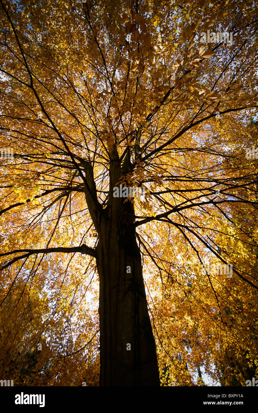Stratford Park Stroud Gloucestershire UK Autumn Trees Leaves Stock ...