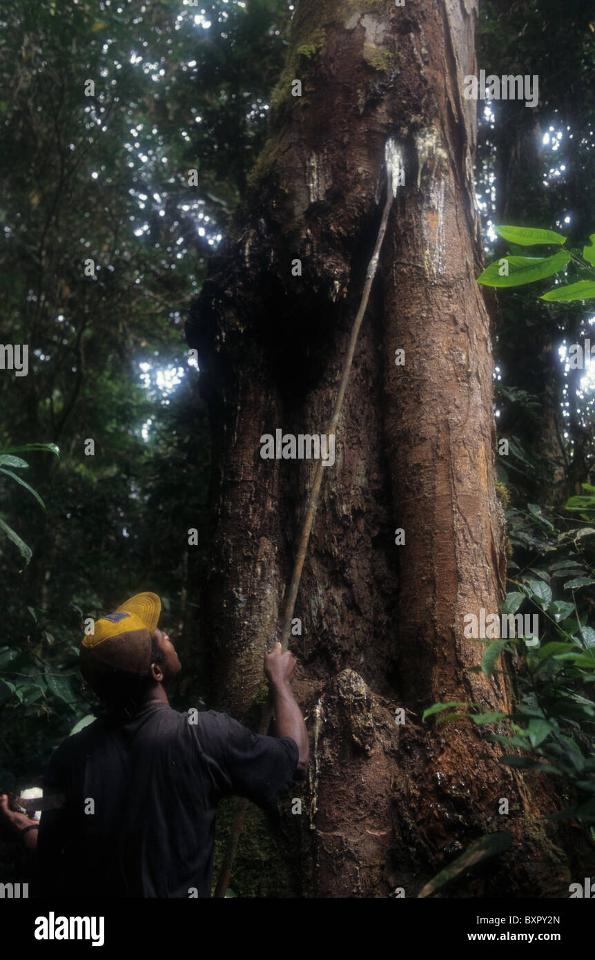 Man removing resin from Okume (Aucoumea klaineana). " MONTE ALEN ...