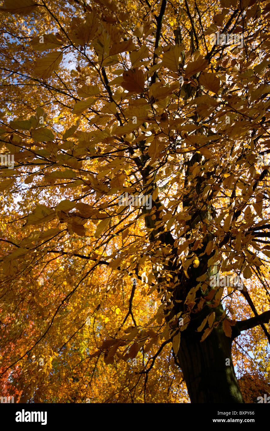 Stratford Park Stroud Gloucestershire UK Autumn Trees Leaves Stock ...