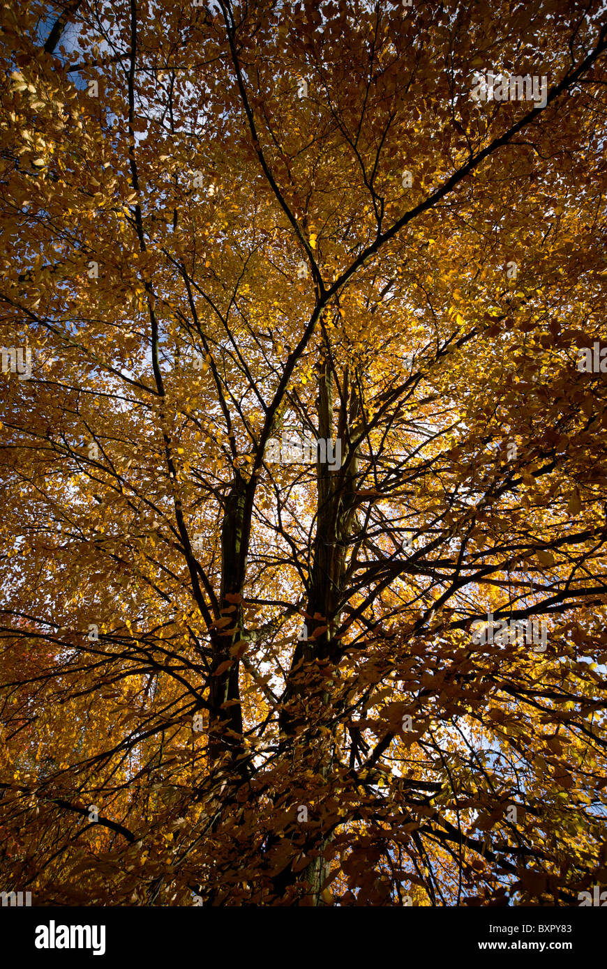 Stratford Park Stroud Gloucestershire UK Autumn Trees Leaves Stock ...