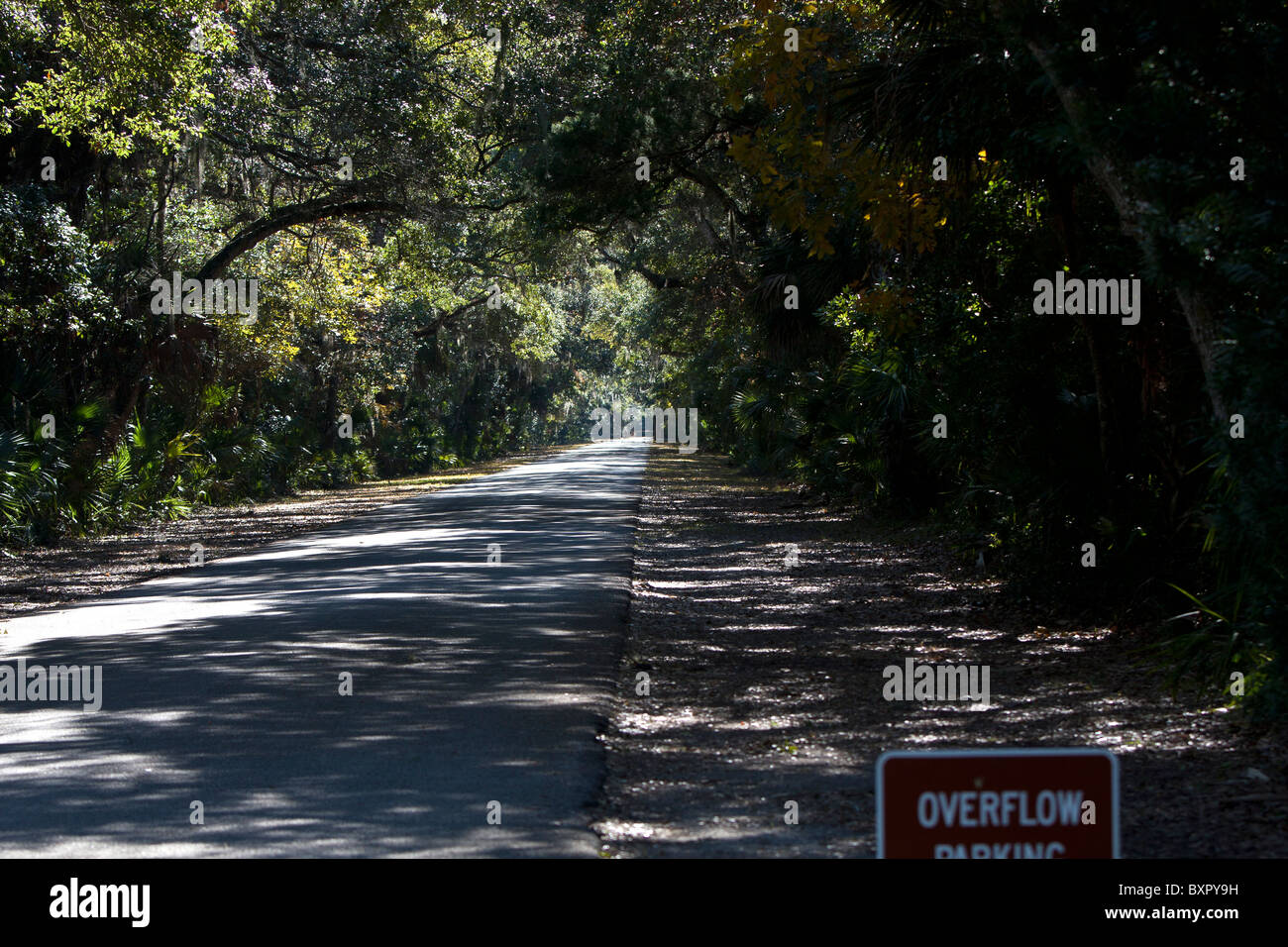Scenic canopy drive in a Florida State park Stock Photo - Alamy