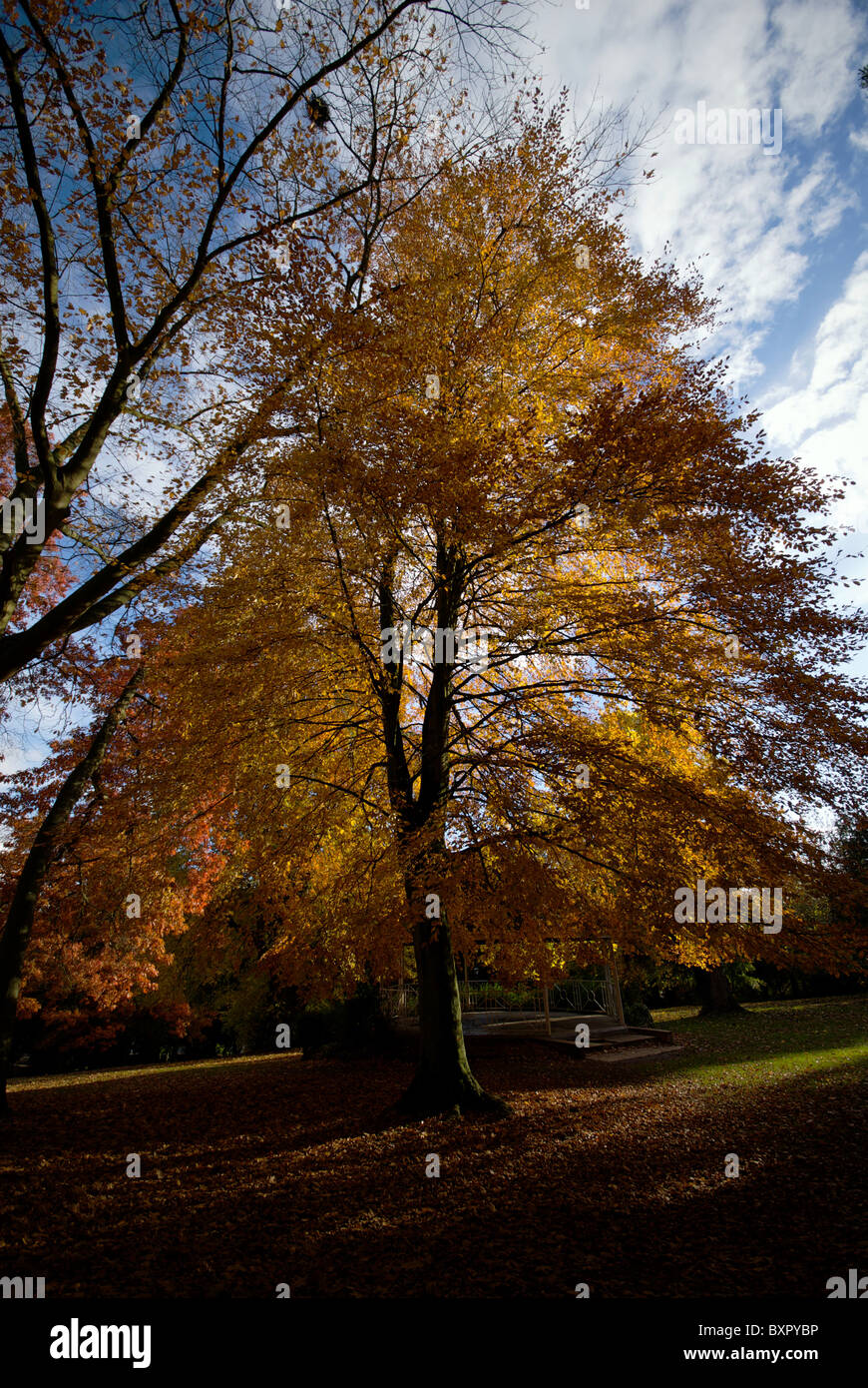 Stratford Park Stroud Gloucestershire UK Autumn Trees Leaves Stock ...