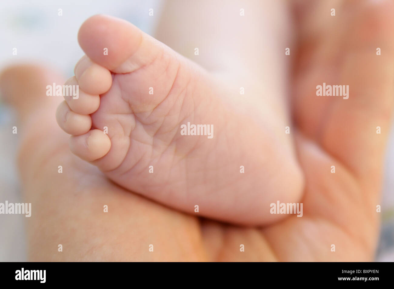 Baby foot in adult hand Stock Photo - Alamy