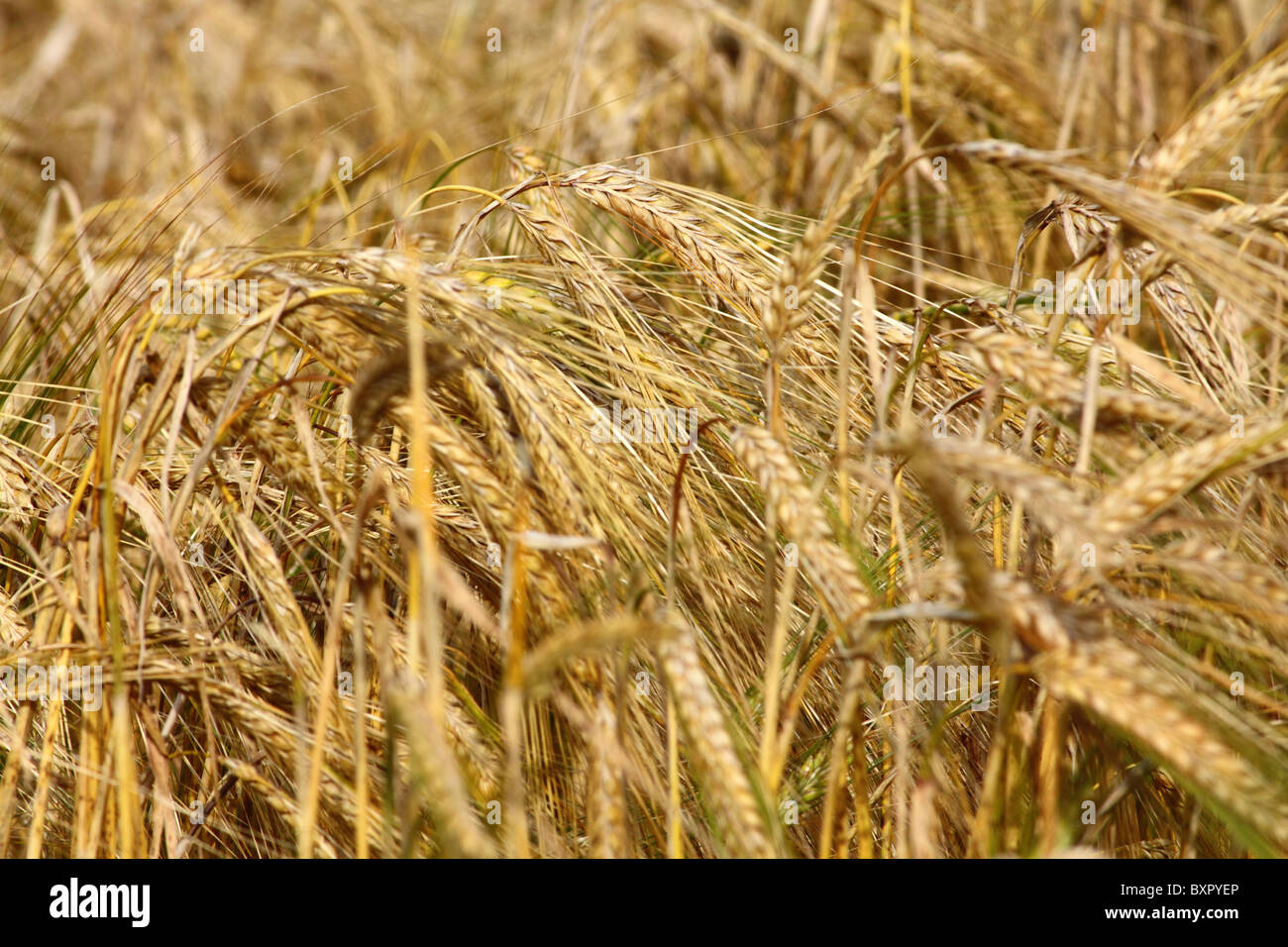 detail of barley crop Stock Photo - Alamy