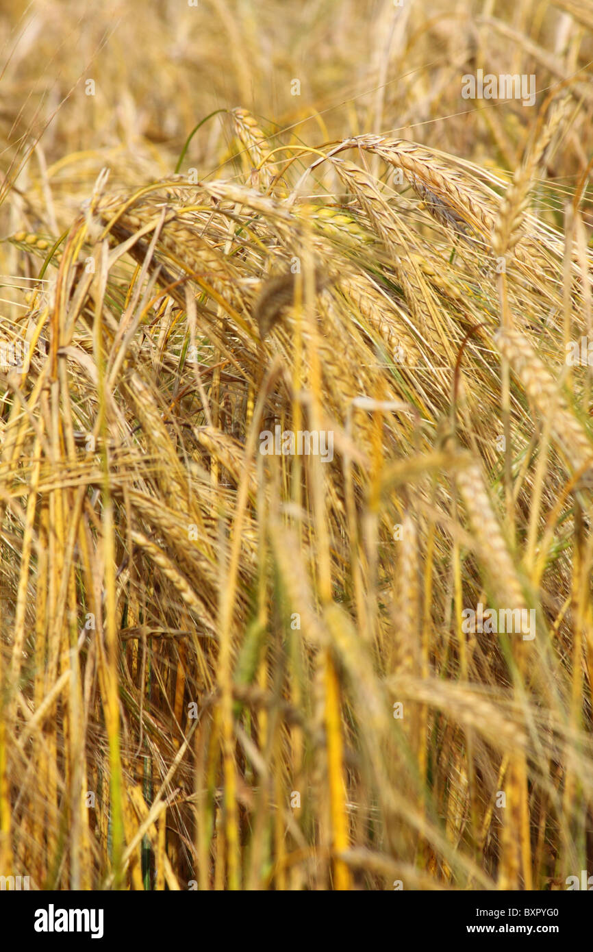 Barley detail hi-res stock photography and images - Alamy