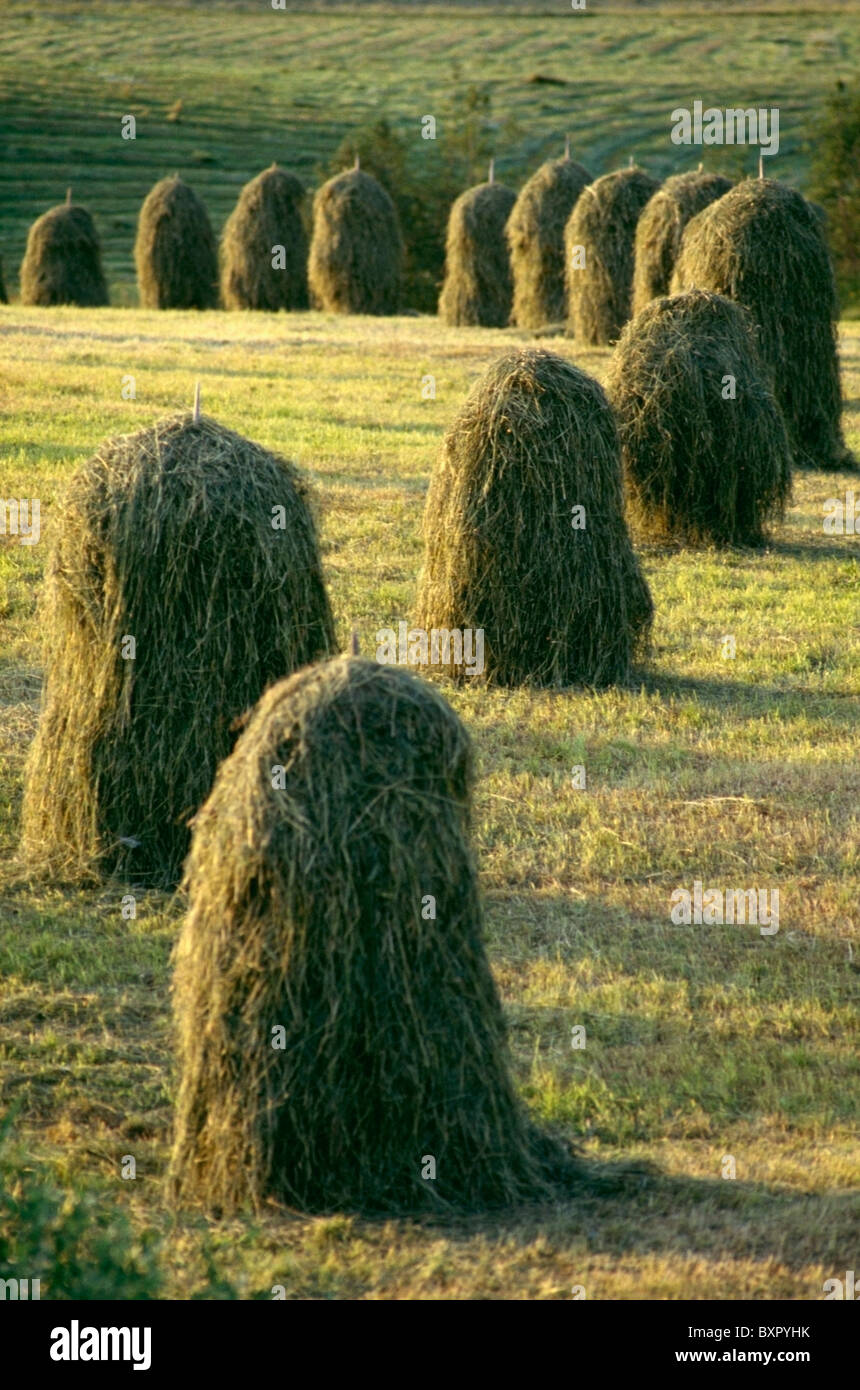 Hay Stacks Lined Up In Green Fields Stock Photo - Alamy