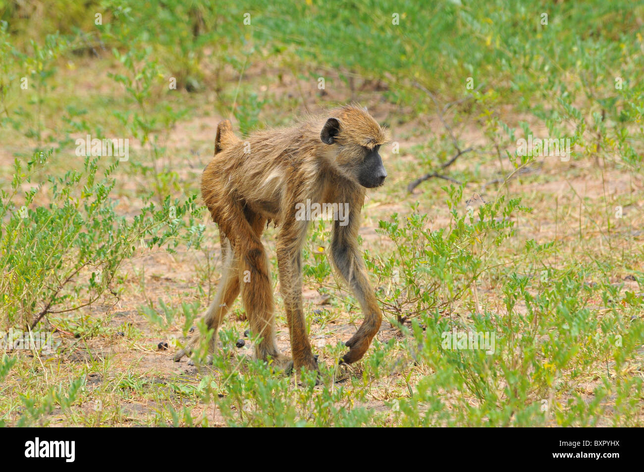 One baboon walking hi-res stock photography and images - Alamy