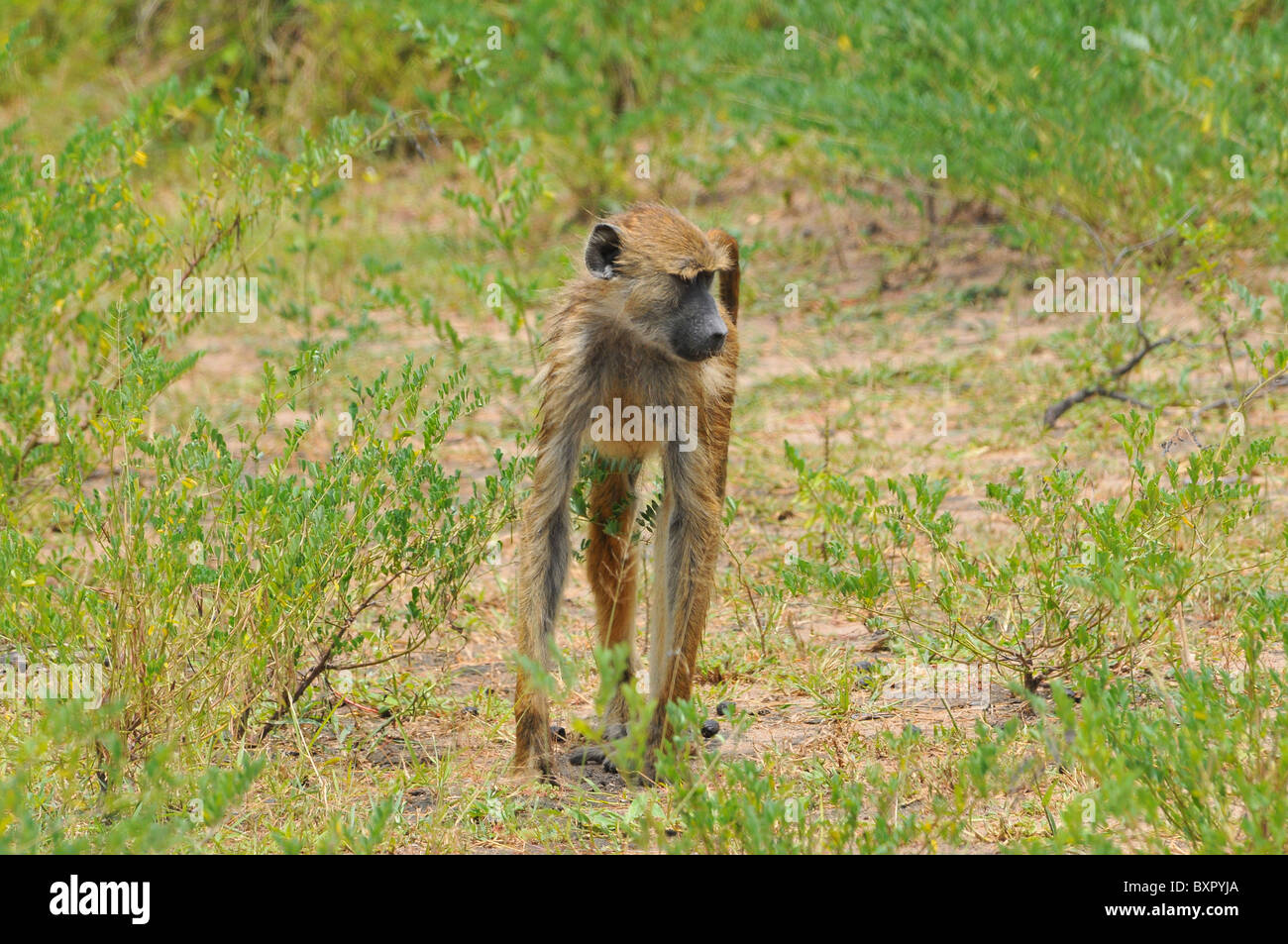 One baboon walking hi-res stock photography and images - Alamy
