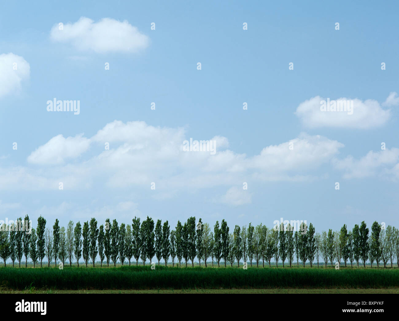 Line Of Trees Beside Road Stock Photo - Alamy