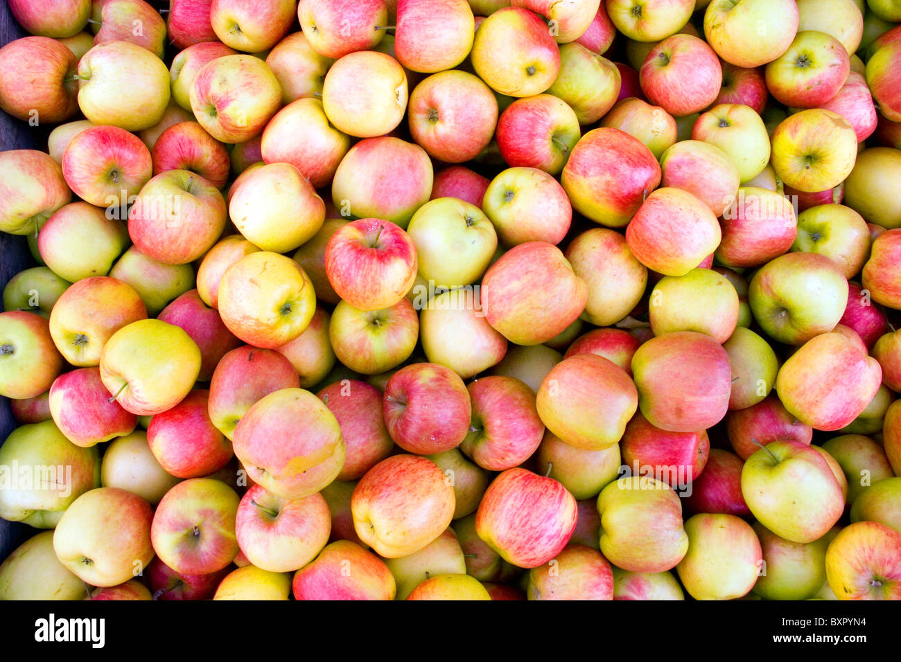 Apples from Kent Stock Photo - Alamy