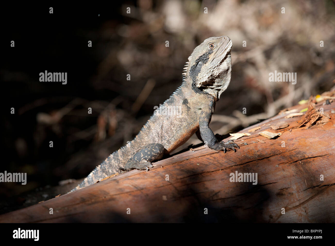 Eastern Water Dragon, Physignathus lesueurii lesueurii, basking on ...