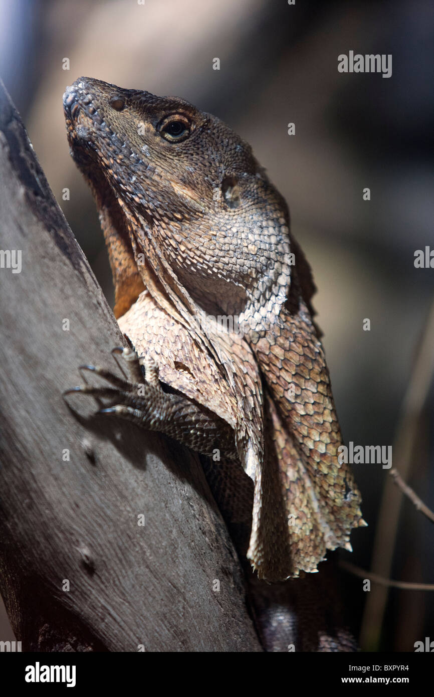 Frilled neck lizard hi-res stock photography and images - Alamy