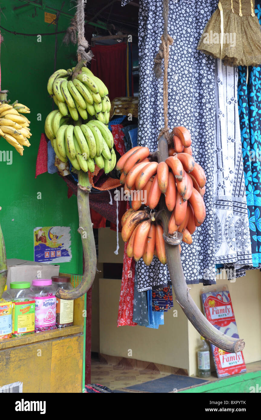 Fresh bunch bunches of yellow and red bananas for sale in Kerala India ...