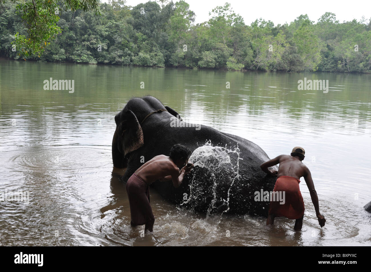 Indian elephant being washed at Elephant rehabilitation centre Kerala ...
