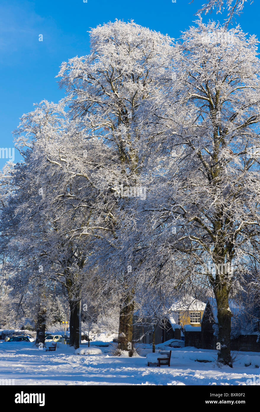 Snowy white trees in December, Kelso, Scotland Stock Photo - Alamy