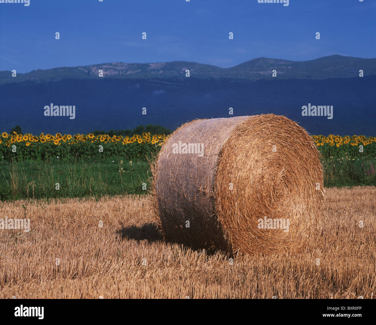 Hay Bale In Field Stock Photo - Alamy