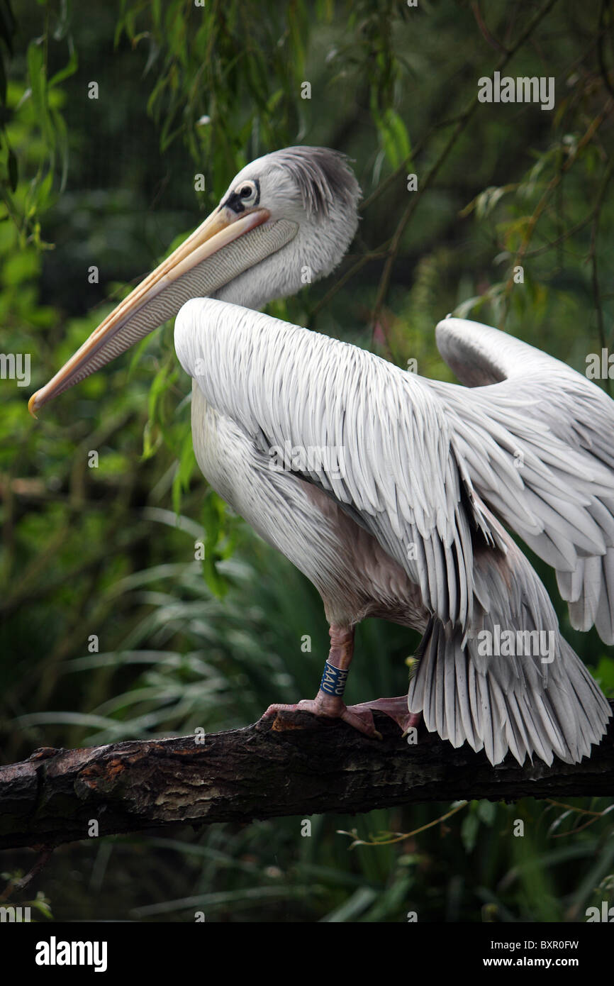 A pelican sitting perched on a tree branch in a zoo environment Stock ...
