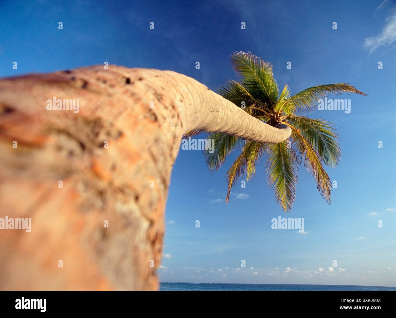 Slanted Palm Trees High Resolution Stock Photography and Images - Alamy