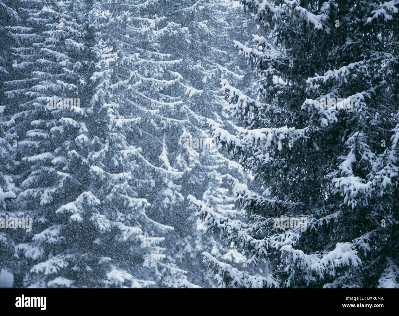 Pine Trees Covered In Snow, Les Arcs Stock Photo - Alamy