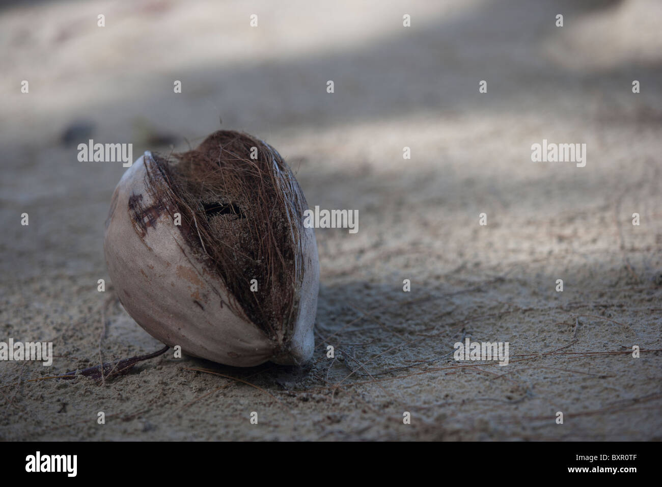 Coconut, split open, lying on empty beach. Port Douglas, Queensland ...