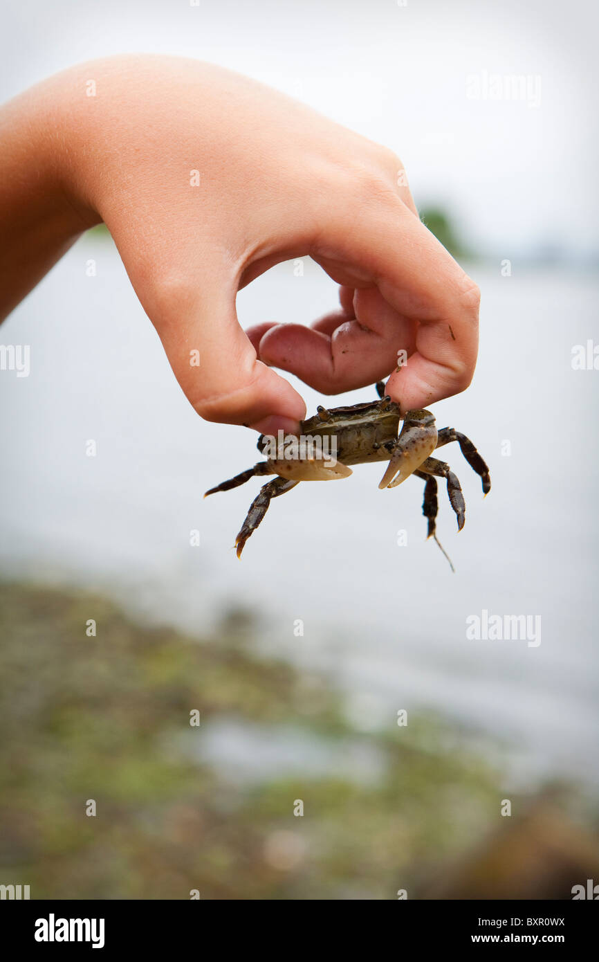 Boy holding a small crab he pulled from between the rocks on the shore ...