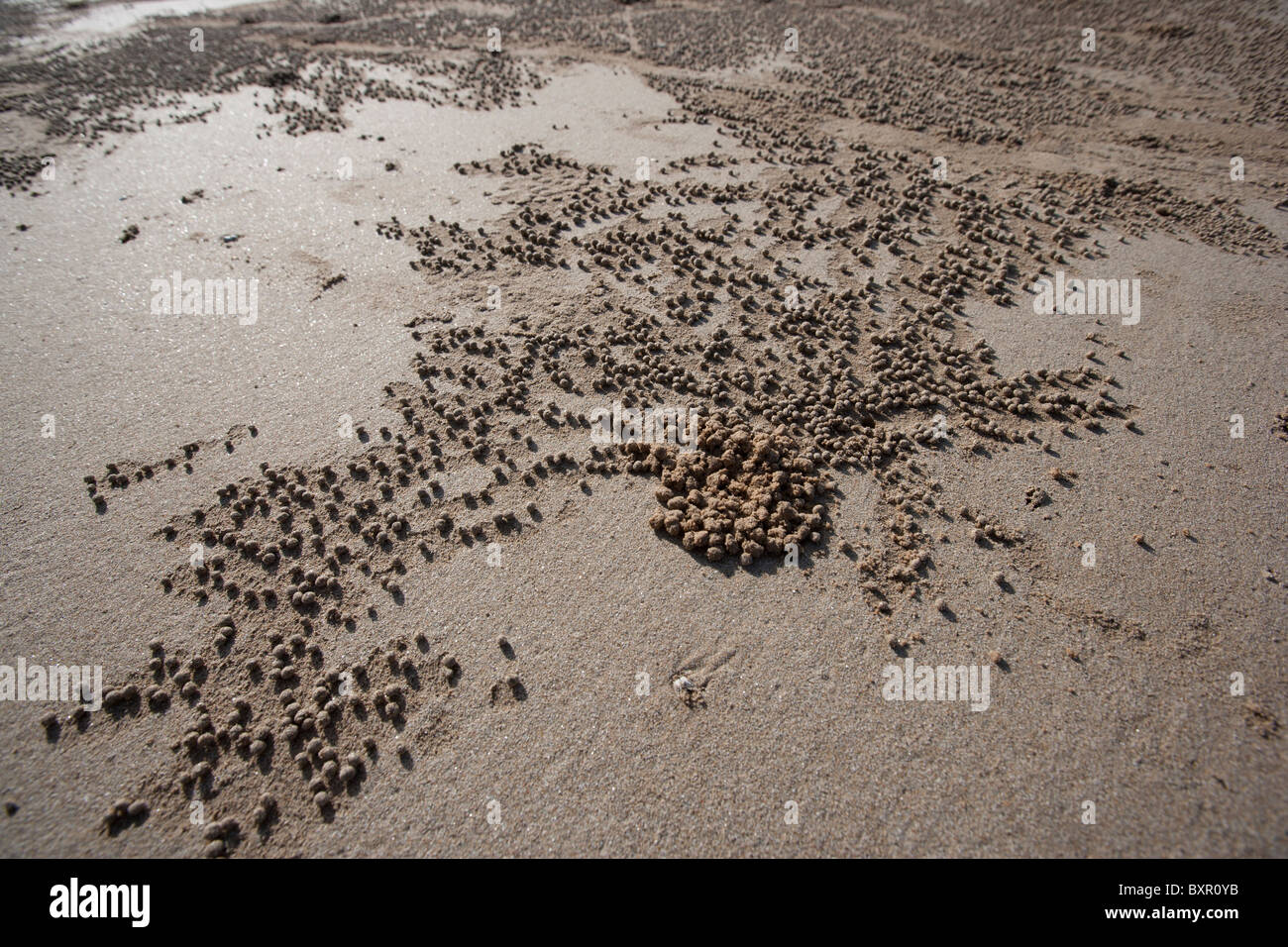 Australian soldier dig hi-res stock photography and images - Alamy