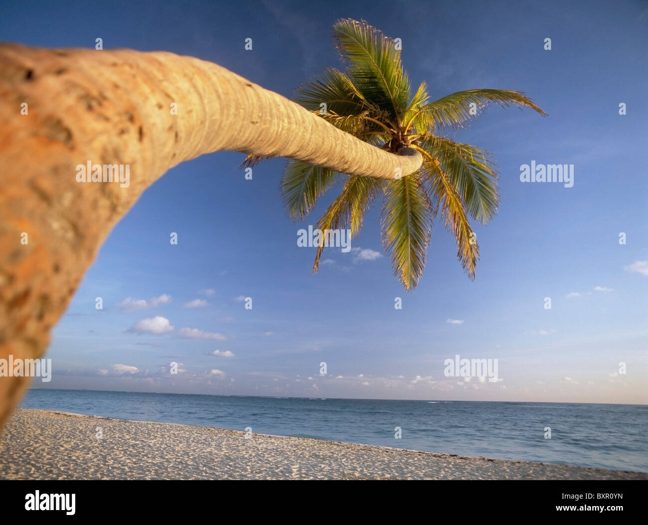 Curved palm hi-res stock photography and images - Alamy