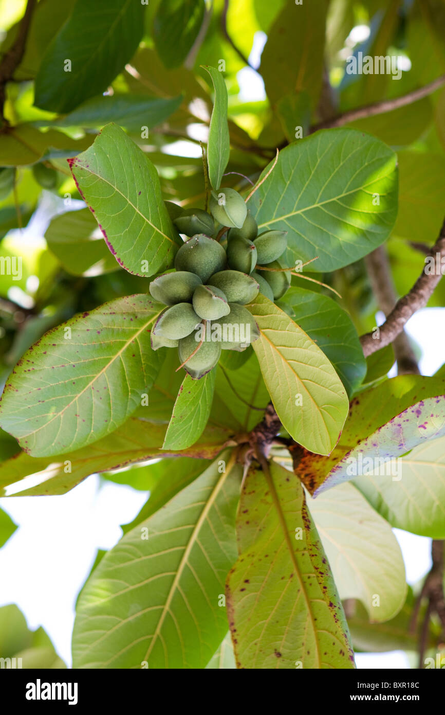 Green unripe almonds grow on the tree in Jamaica Stock Photo - Alamy