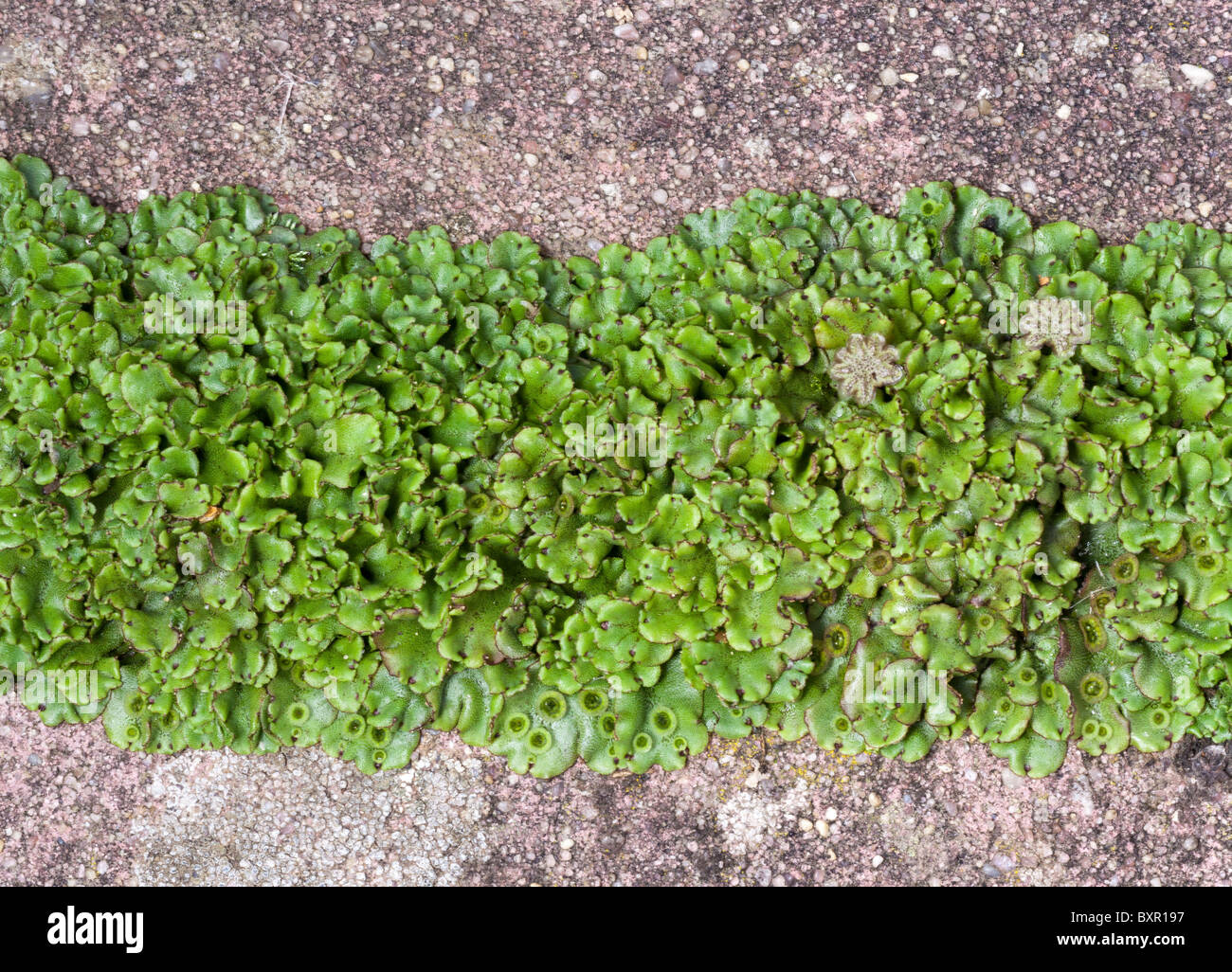 Marchantiophyta High Resolution Stock Photography and Images - Alamy