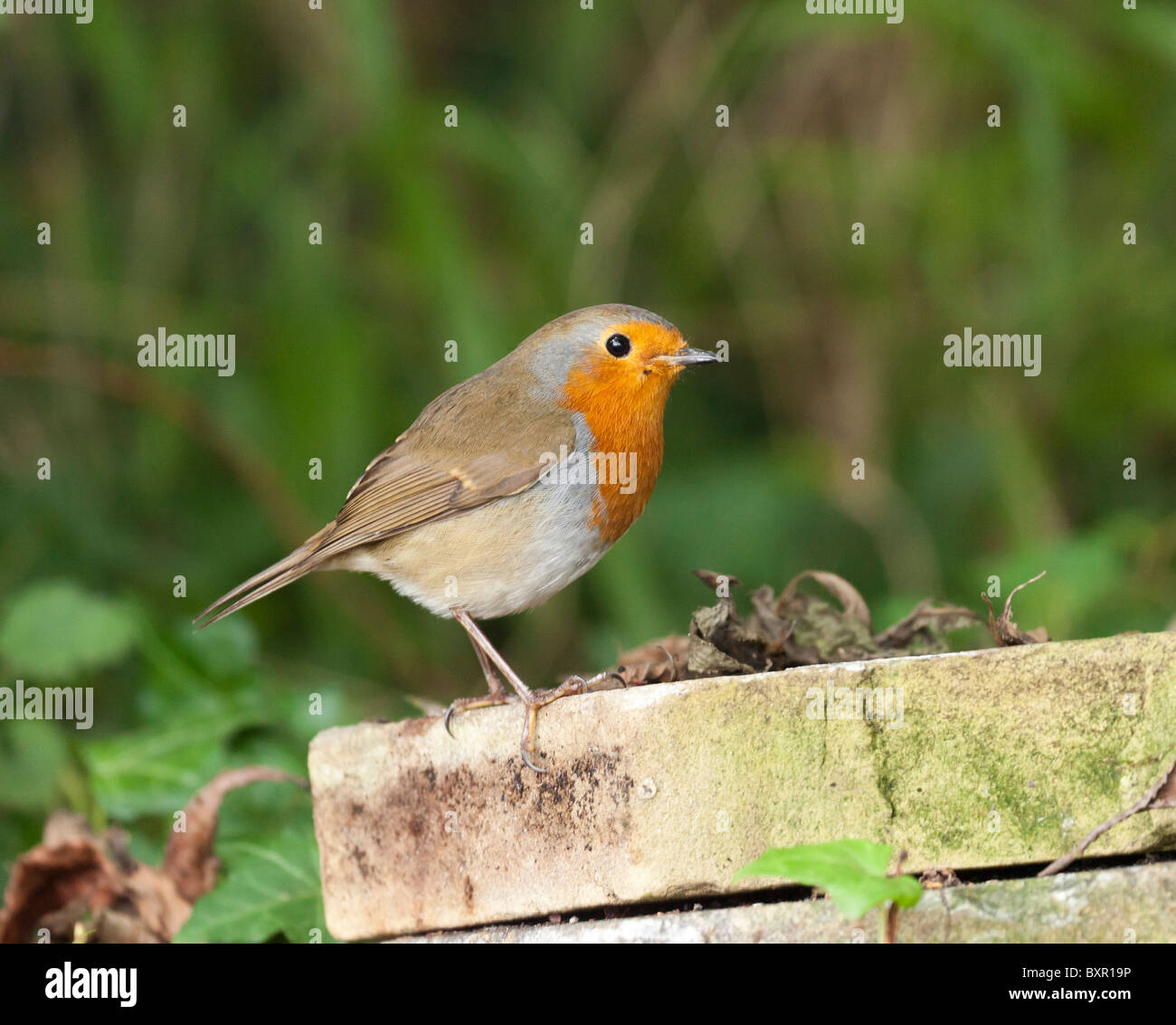 Robin bird photo hi-res stock photography and images - Alamy
