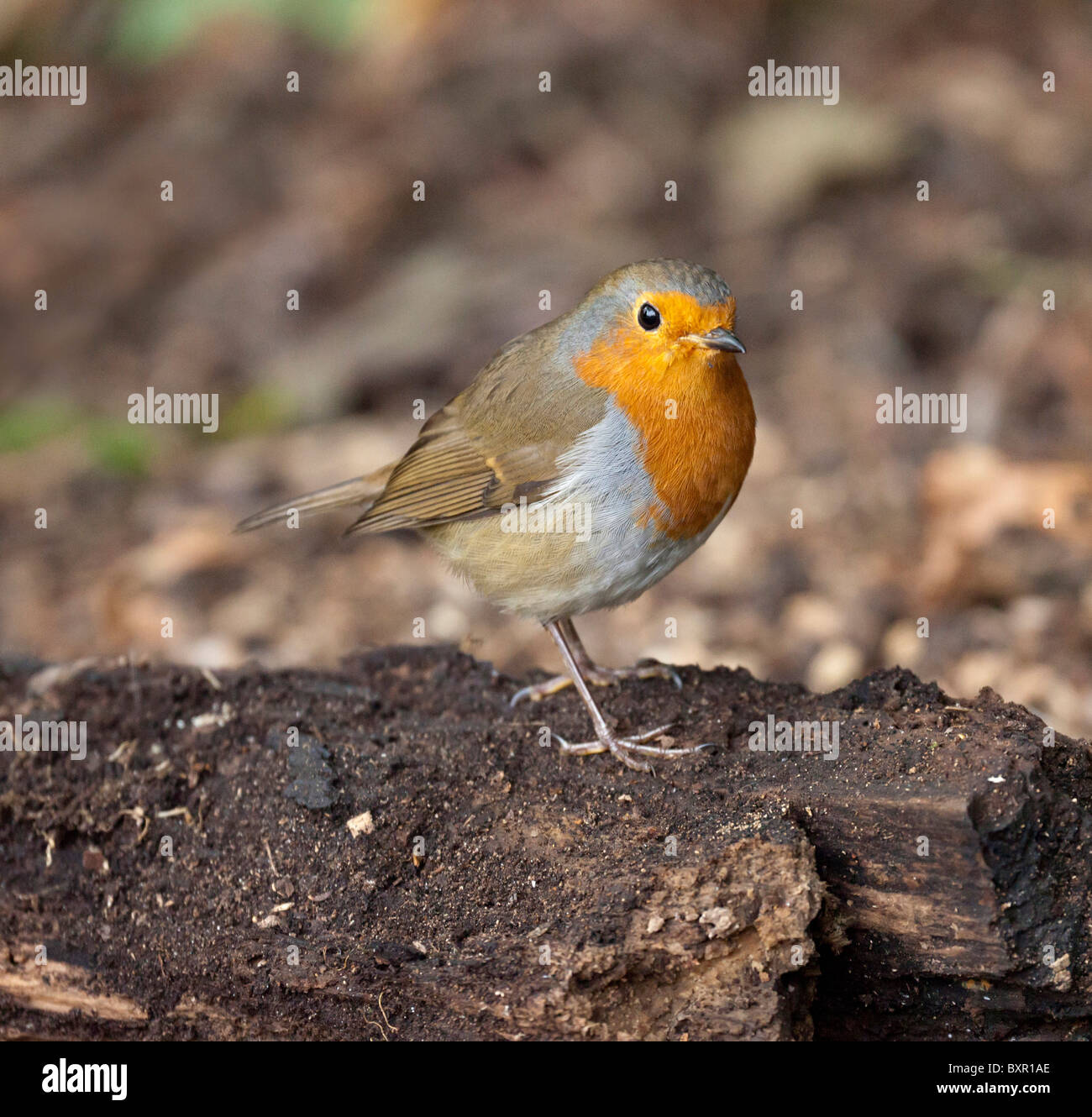 Robin in uk garden hi-res stock photography and images - Alamy