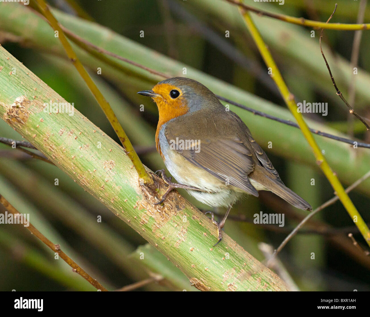 Alone bird robin hi-res stock photography and images - Alamy