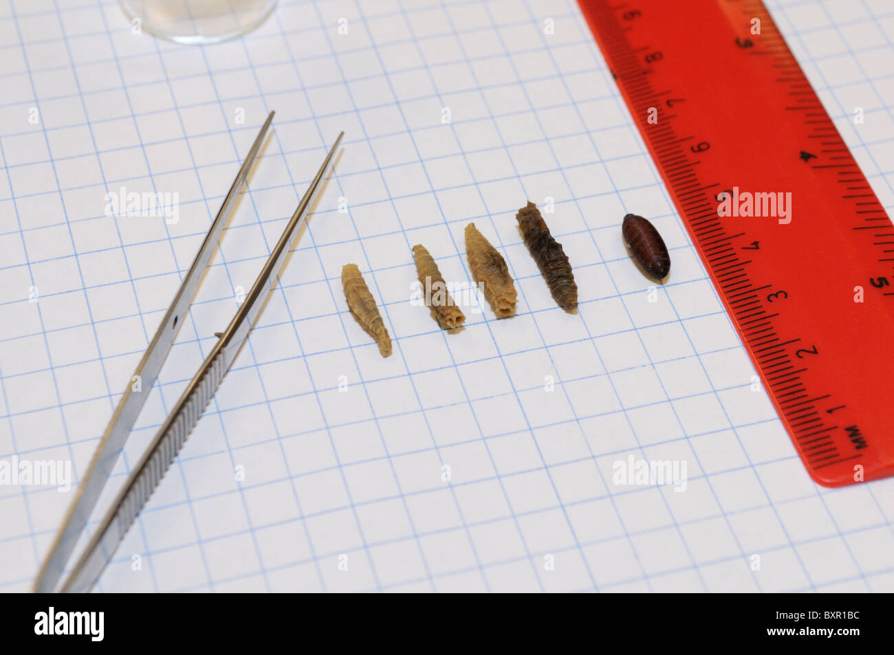 Forensics study. An array of fly (Sarcophaga sp) larvae and pupae taken ...