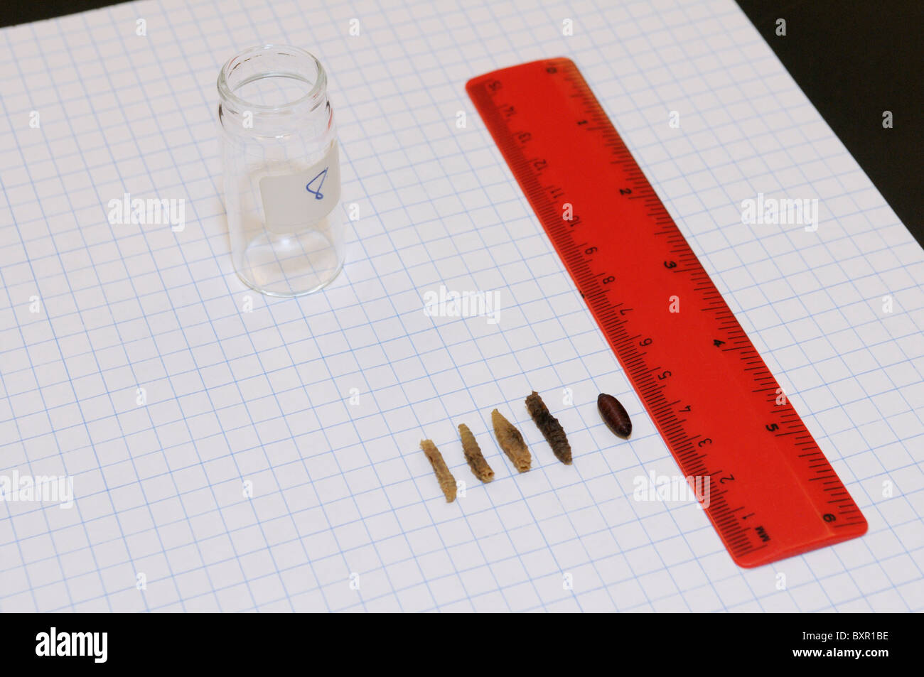 Forensics study. An array of fly (Sarcophaga sp) larvae and pupae taken ...