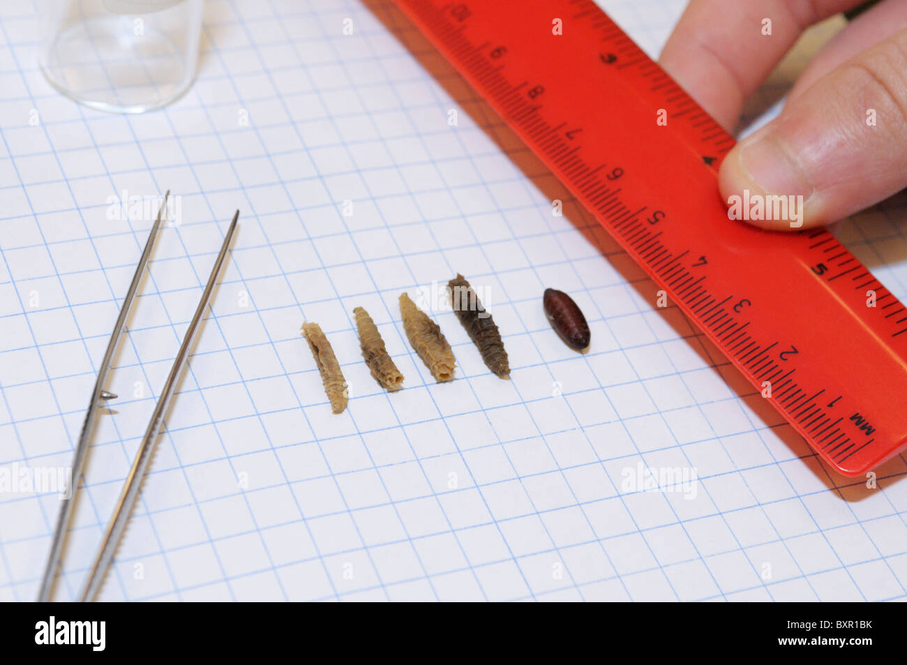 Forensics study. A student measures the length of fly larvae and pupae ...
