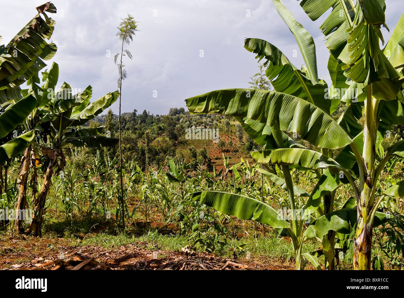 Land plants hi-res stock photography and images - Alamy