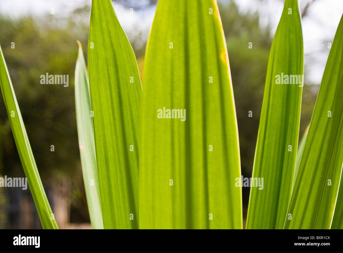 Long green leaves plant Stock Photo - Alamy