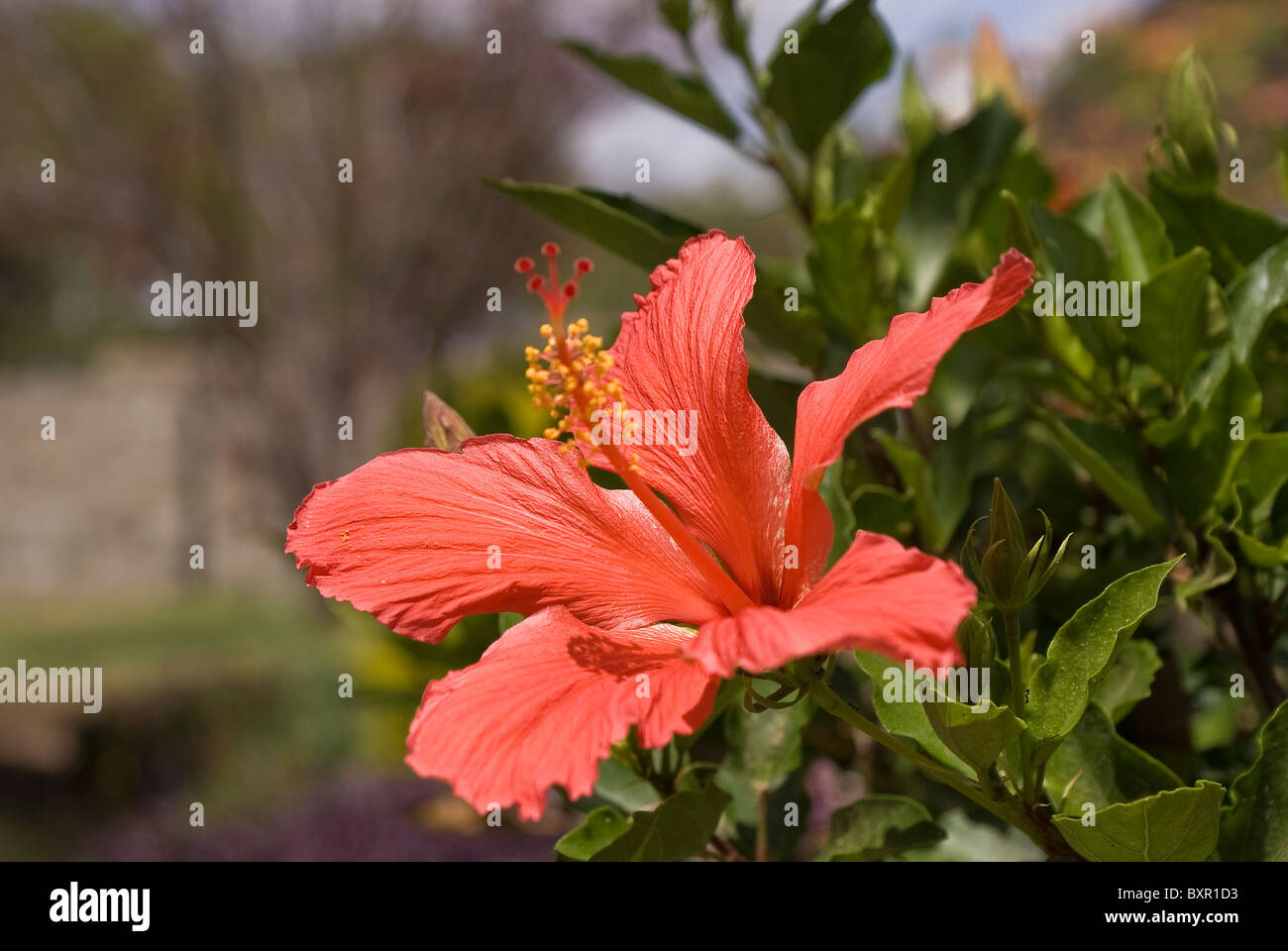 Red Hibiscus flower Stock Photo - Alamy