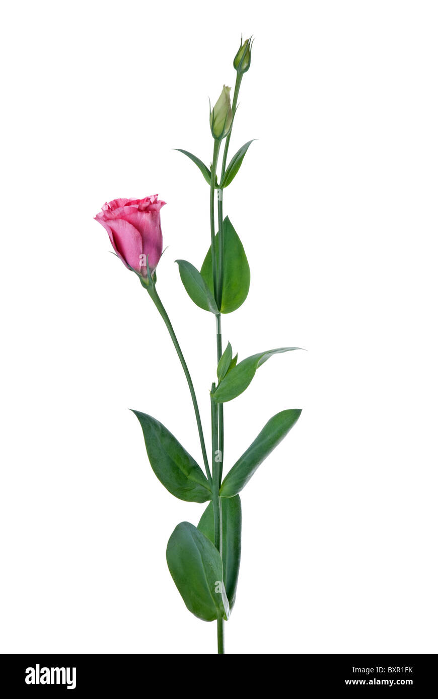 Beautiful pink flower isolated on white Stock Photo - Alamy