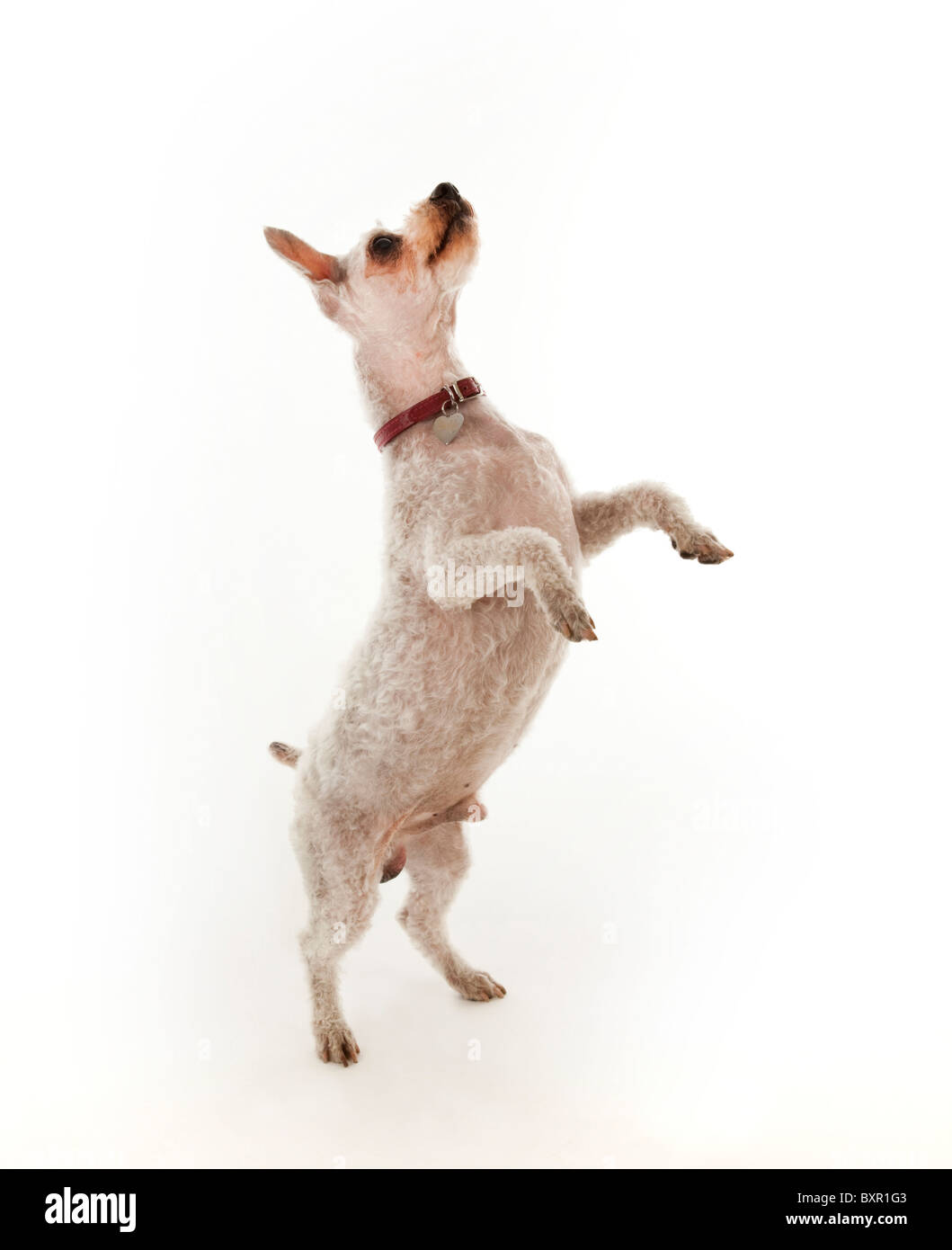 Dog Standing On Back Legs High Resolution Stock Photography and Images ...