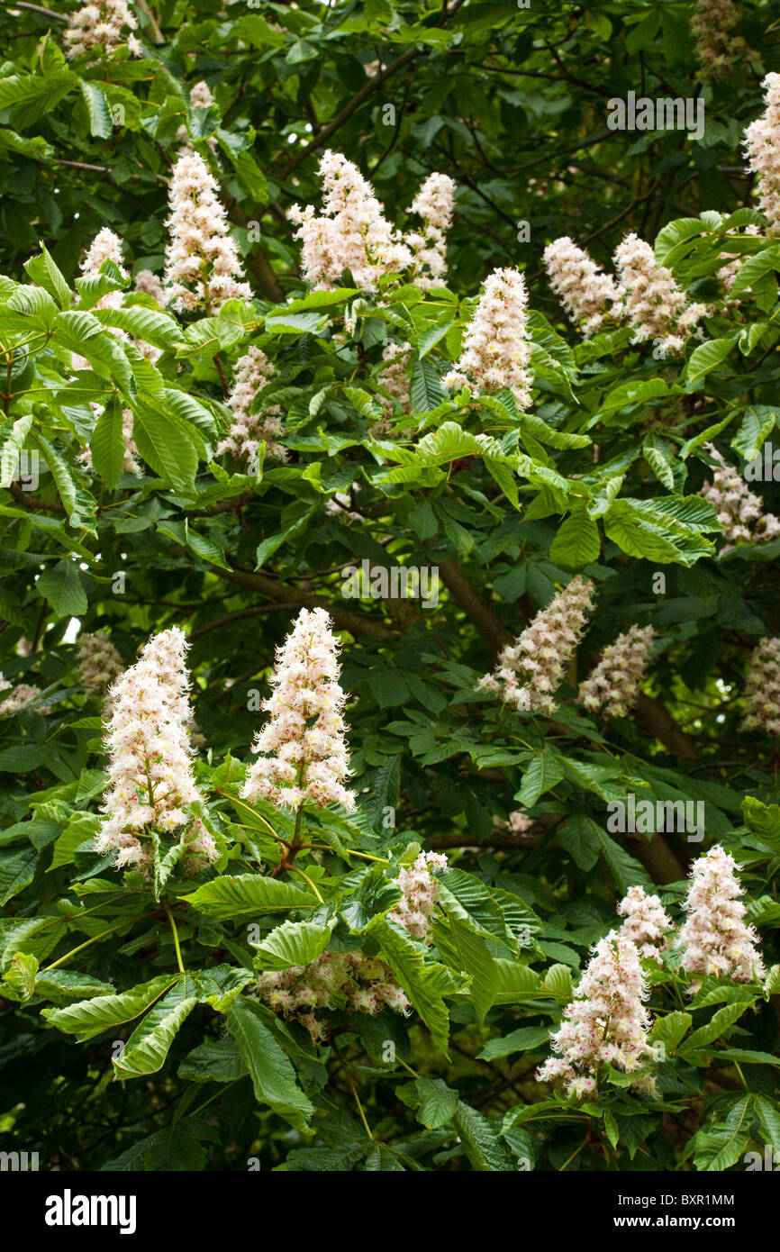 conker tree Aesculus hippocastanum flowering in the UK Stock Photo - Alamy