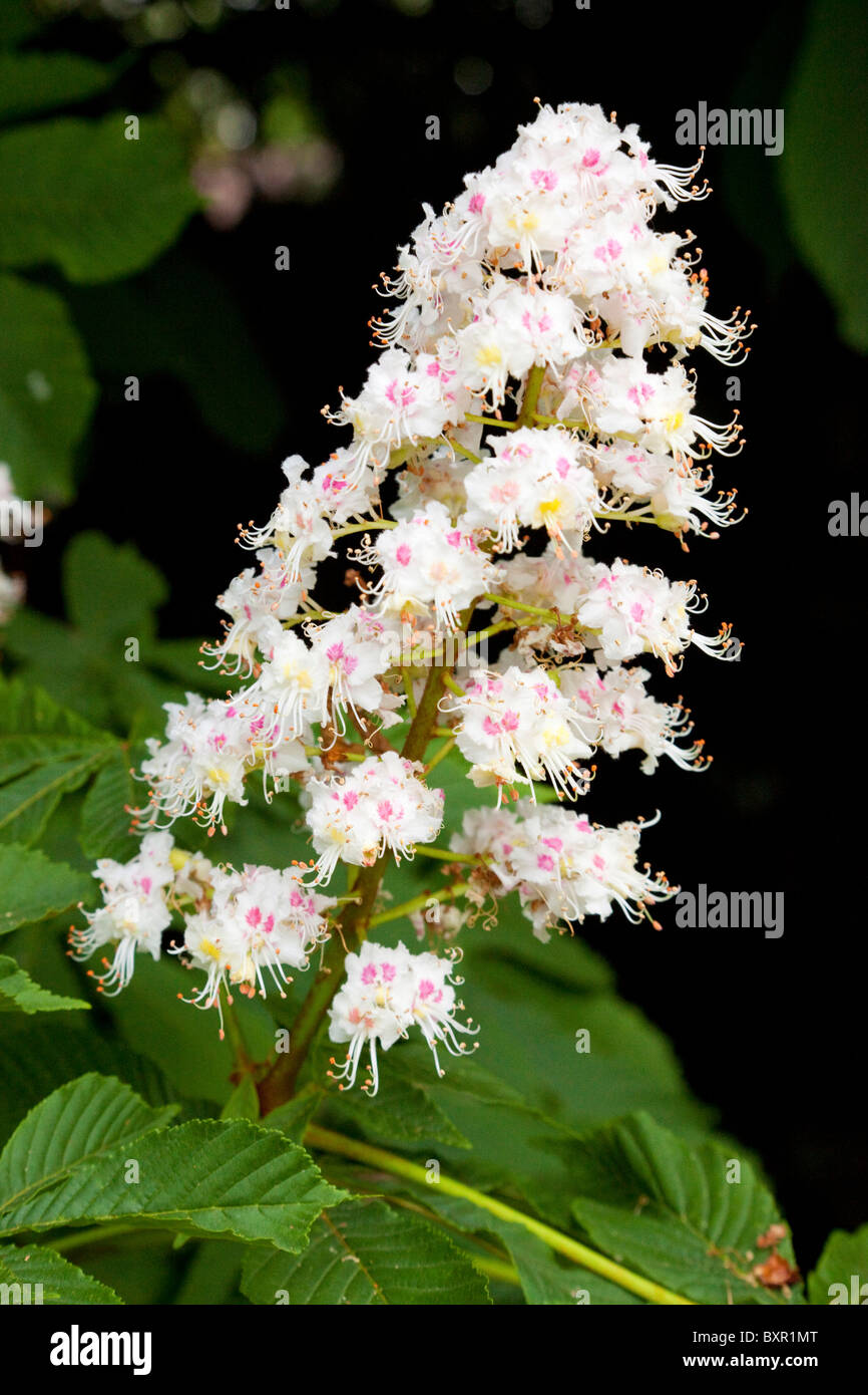 conker tree Aesculus hippocastanum flowering in the UK Stock Photo - Alamy