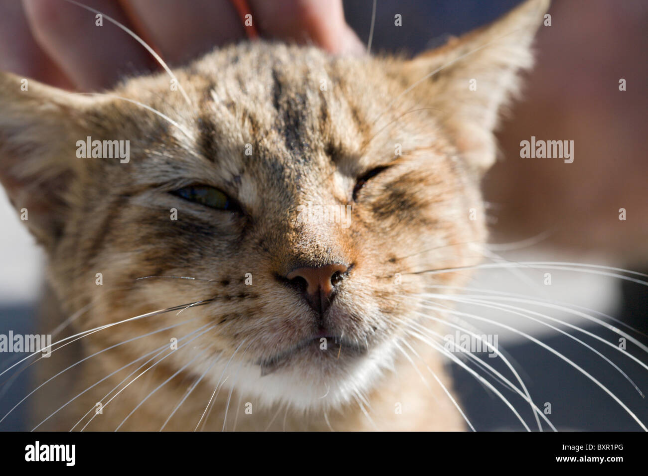 Stray cat face hi-res stock photography and images - Alamy
