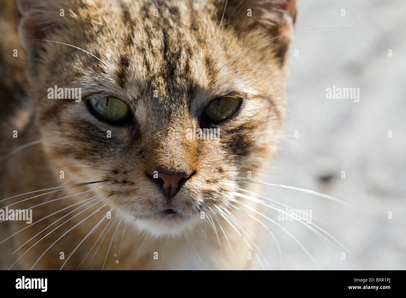 Stray cat face hi-res stock photography and images - Alamy