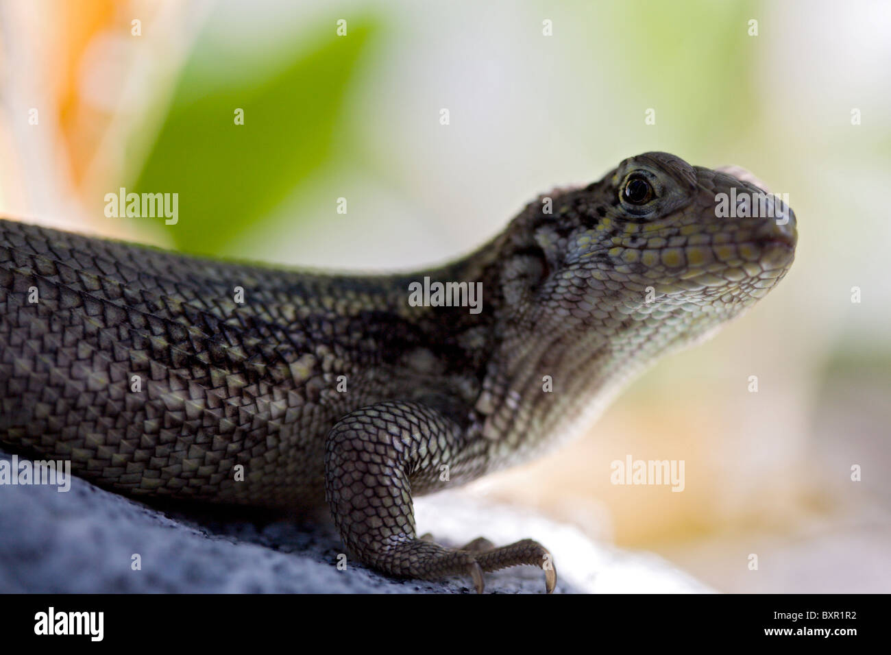 Gecko face hi-res stock photography and images - Alamy