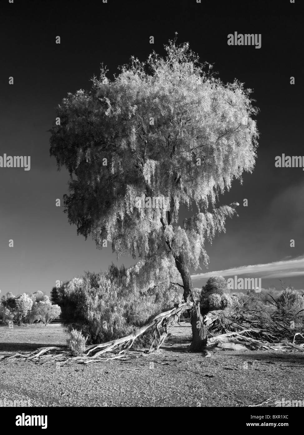 Cobar Black and White Stock Photos & Images - Alamy